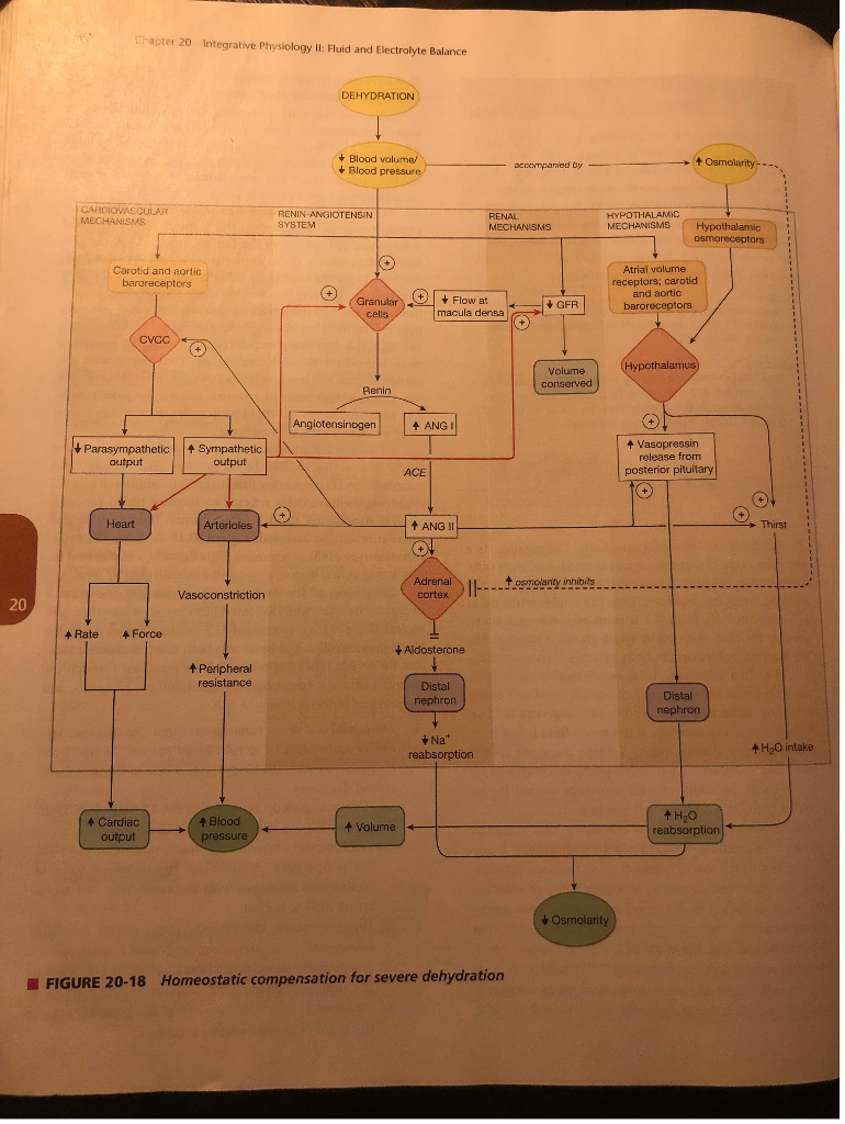 Solved Chapter 20 integrative Physiology Il: Fluid and | Chegg.com