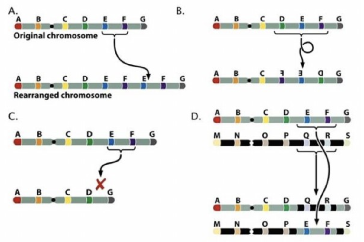 Solved Which of the chromosome rearrangements shows why some | Chegg.com
