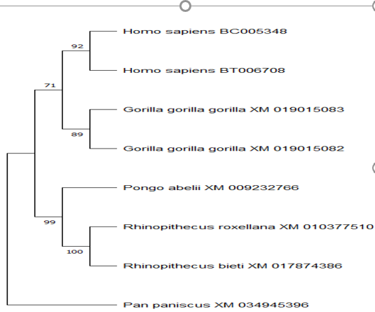 Homo sapiens BC005348 92 Homo sapiens BT006708 71 | Chegg.com