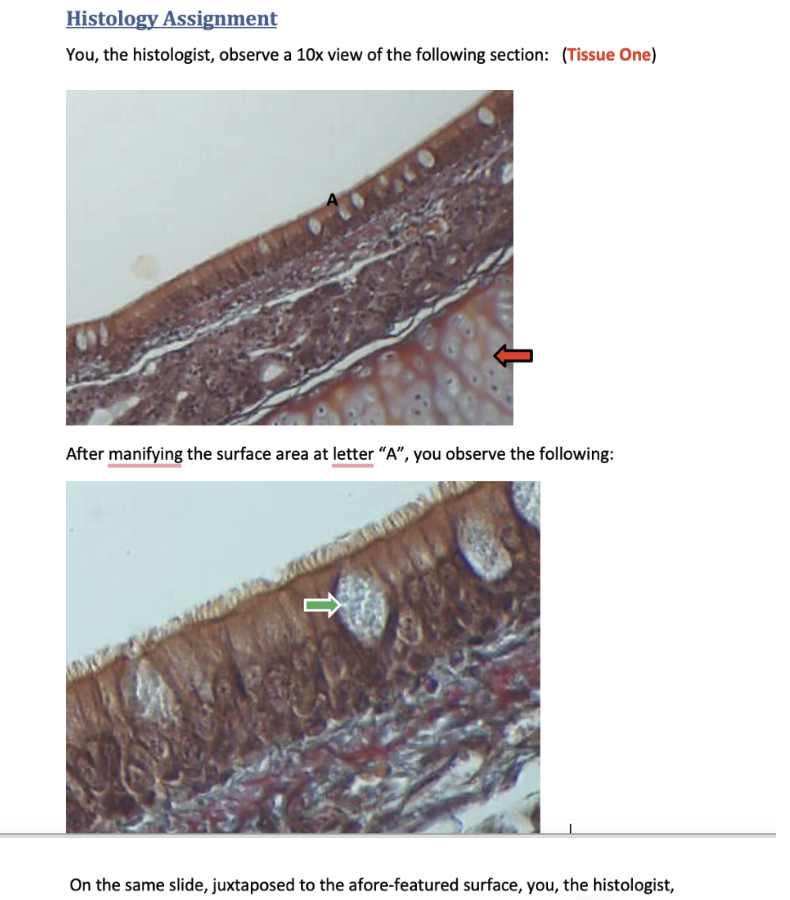 Histology Assignment You, the histologist, observe a | Chegg.com