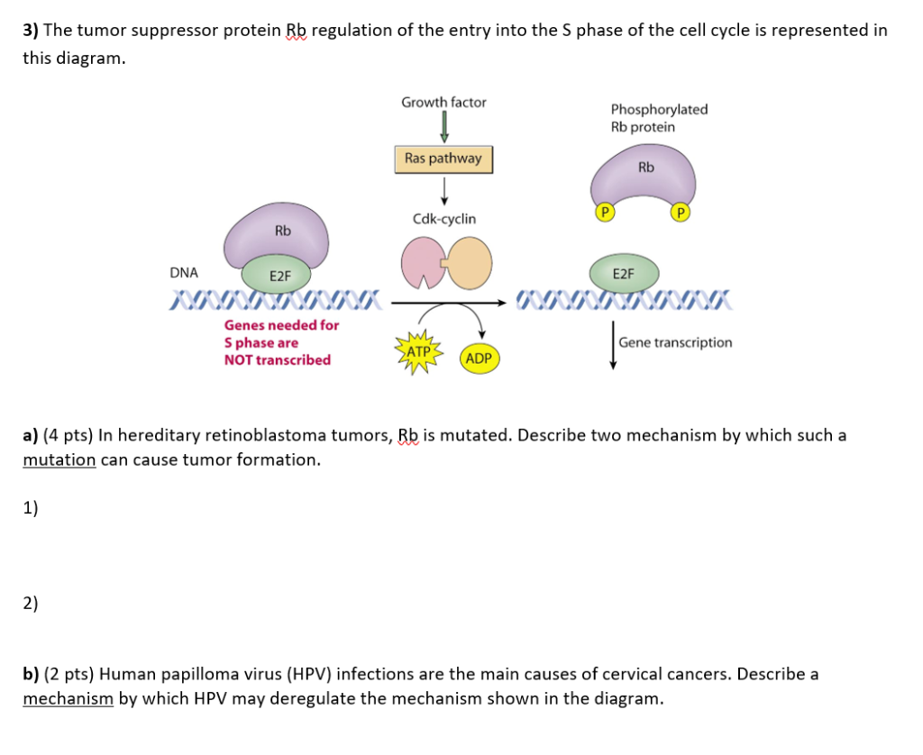 Retinoblastoma Protein