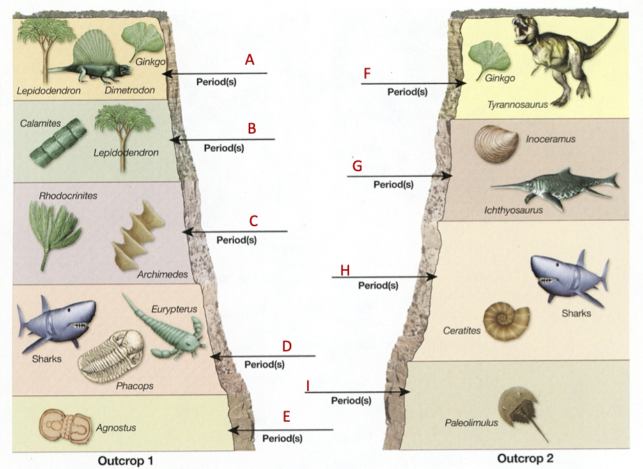Solved Layer H/ ﻿Layer I Answer choices Triassic/ ﻿Permian | Chegg.com