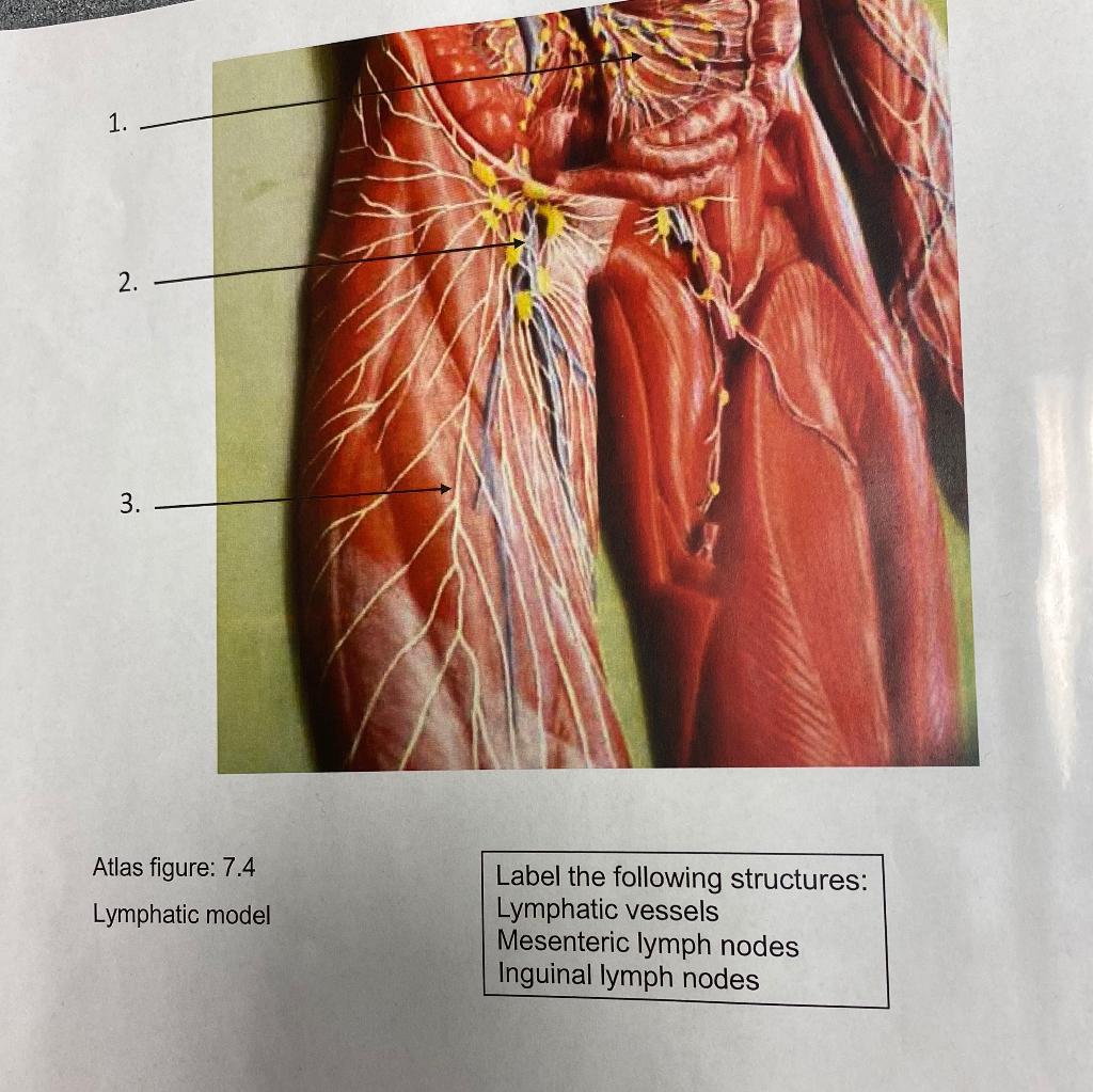Solved 1. 2. 3. Atlas figure: 7.4 Lymphatic model Label the | Chegg.com