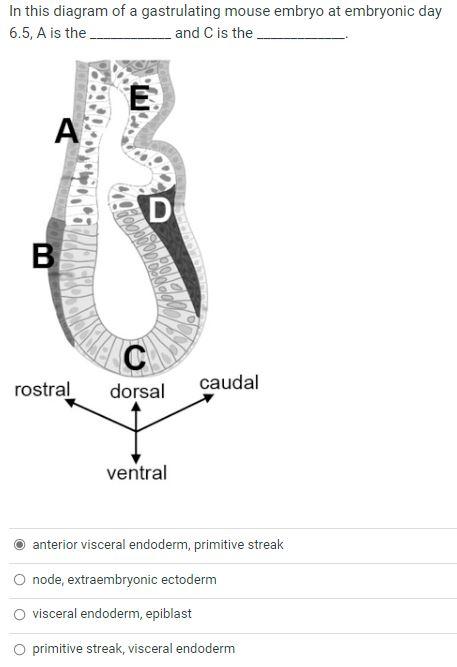 Solved In this diagram of a gastrulating mouse embryo at | Chegg.com