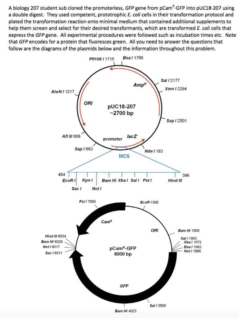 Solved How do I find the size of the GFP gene (bp) of this | Chegg.com