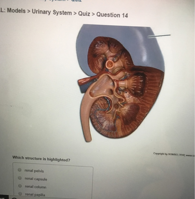 Solved KPAL: Models > Urinary System> Quiz PAL: Models | Chegg.com