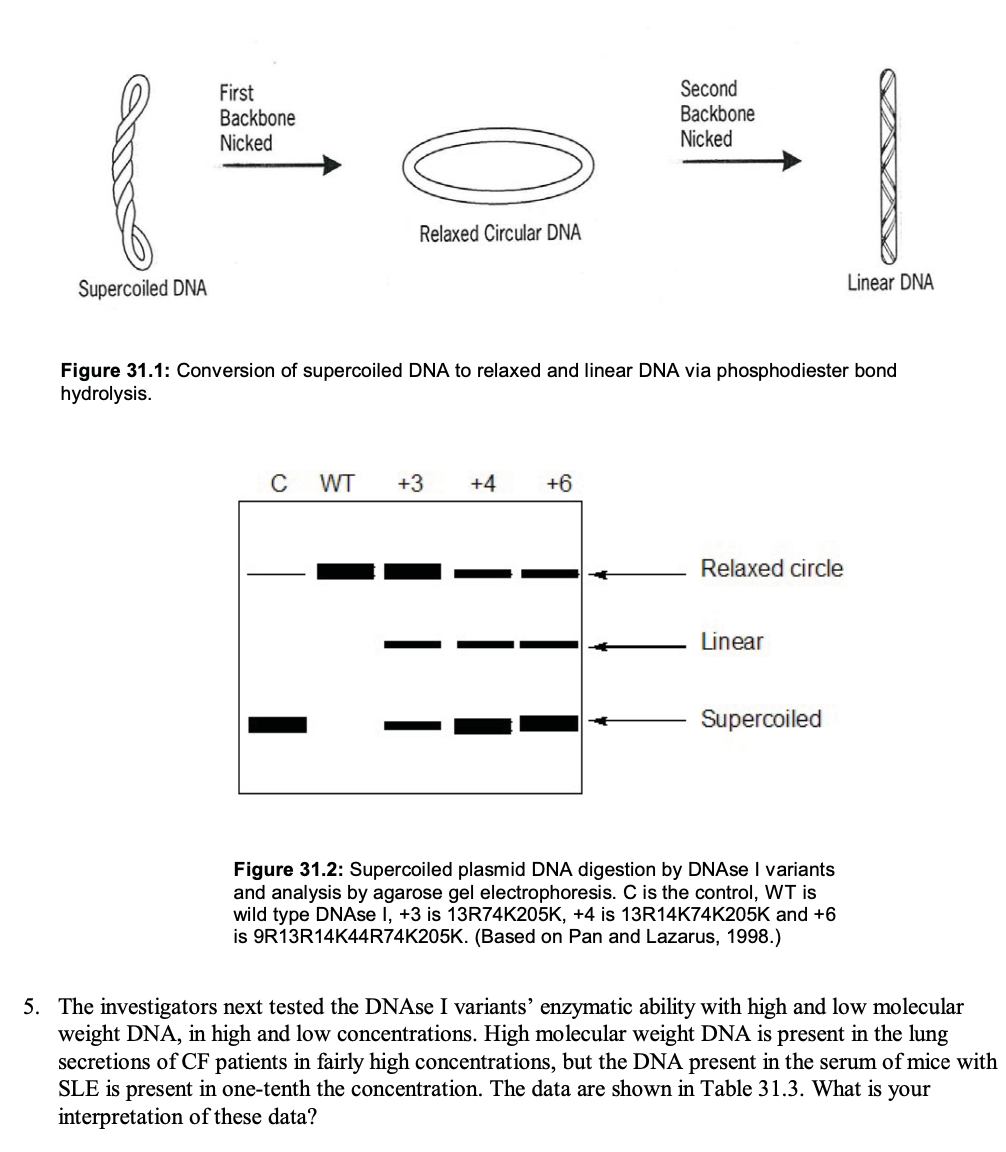 Solved Case 31 Hyperactive DNAse I Variants: A Treatment for | Chegg.com