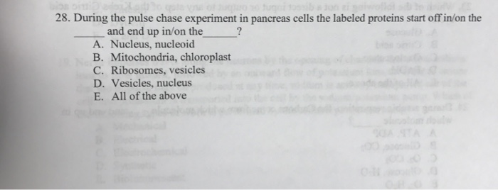 Solved During the pulse chase experiment in pancreas cells | Chegg.com