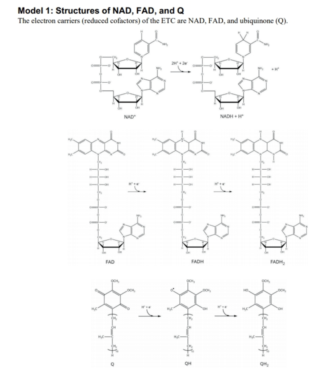 Model 1: Structures of NAD, FAD, and Q The electron | Chegg.com