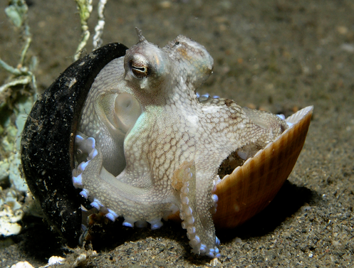 Solved Identify the two classes shown (octopus and clam). | Chegg.com