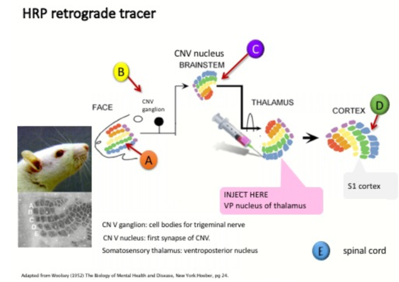 Solved 1. RETROGRADE tracer experiment: rat whisker barrel | Chegg.com