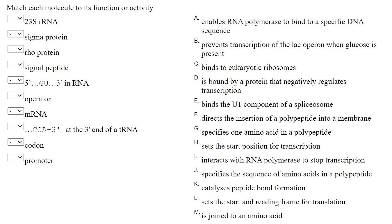 Solved Match each molecule to its function or activity A. | Chegg.com