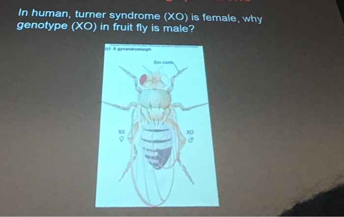 Solved In human, turner syndrome (XO) is female, why | Chegg.com