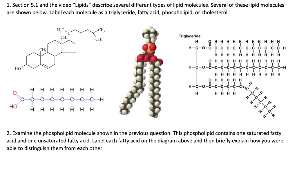 Solved Label each molecule as a triglyceride, fatty acid, | Chegg.com