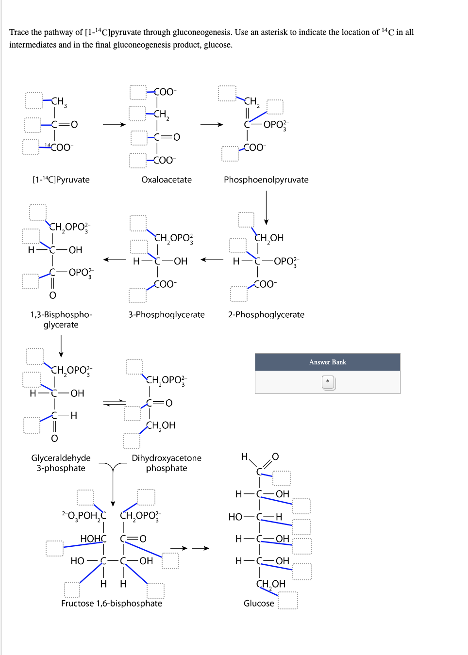 Solved Trace The Pathway Of [1−14c] Pyruvate Through