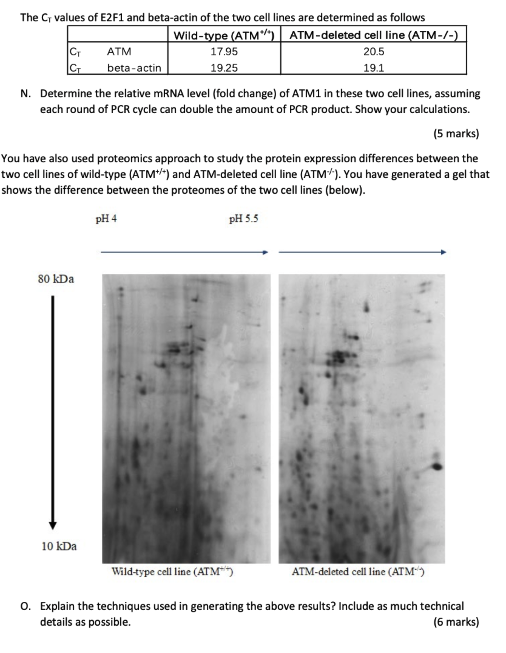 Solved There are two major cell cycle checkpoints, namely | Chegg.com