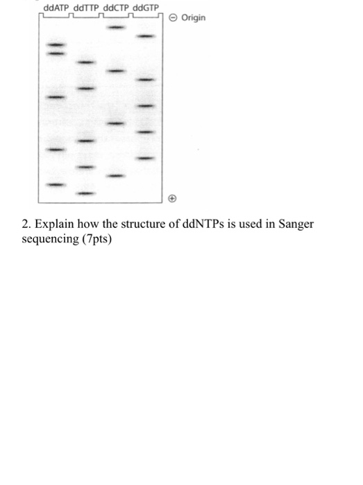 Solved ddATP ddTTP ddCTP ddGTP 2. Explain how the structure | Chegg.com