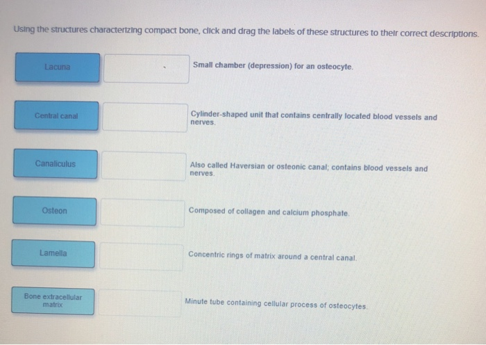 Solved Using the structures characterizing compact bone, | Chegg.com