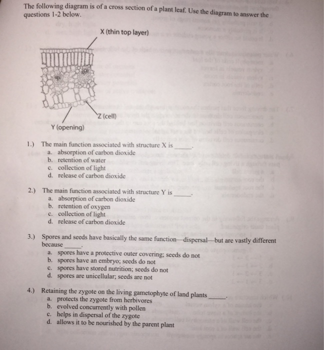 Plant Structure And Function Answers