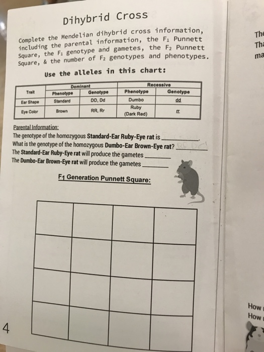 Solved Dihybrid Cross The Complete the Mendelian dihybrid | Chegg.com