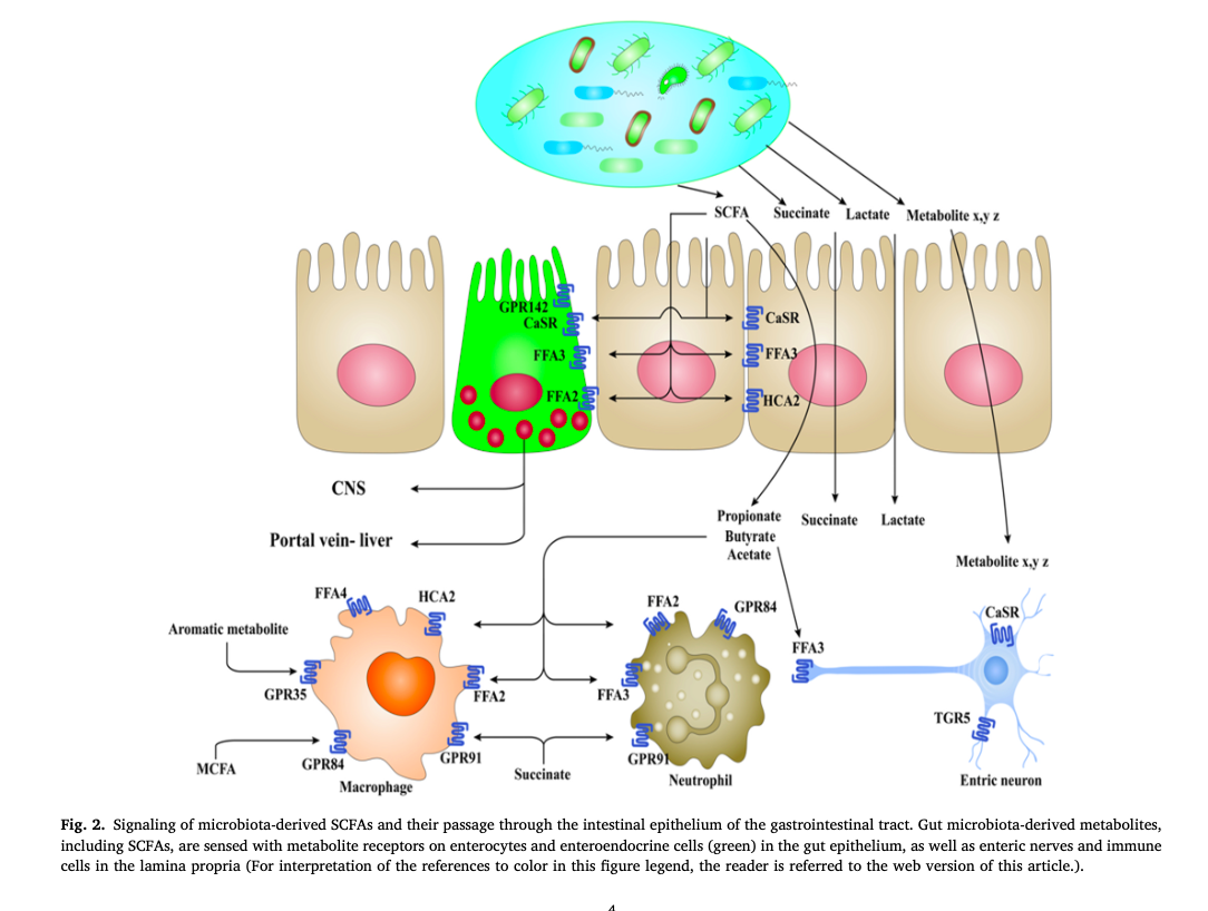 Solved From this figure, what is one host cell type whose | Chegg.com