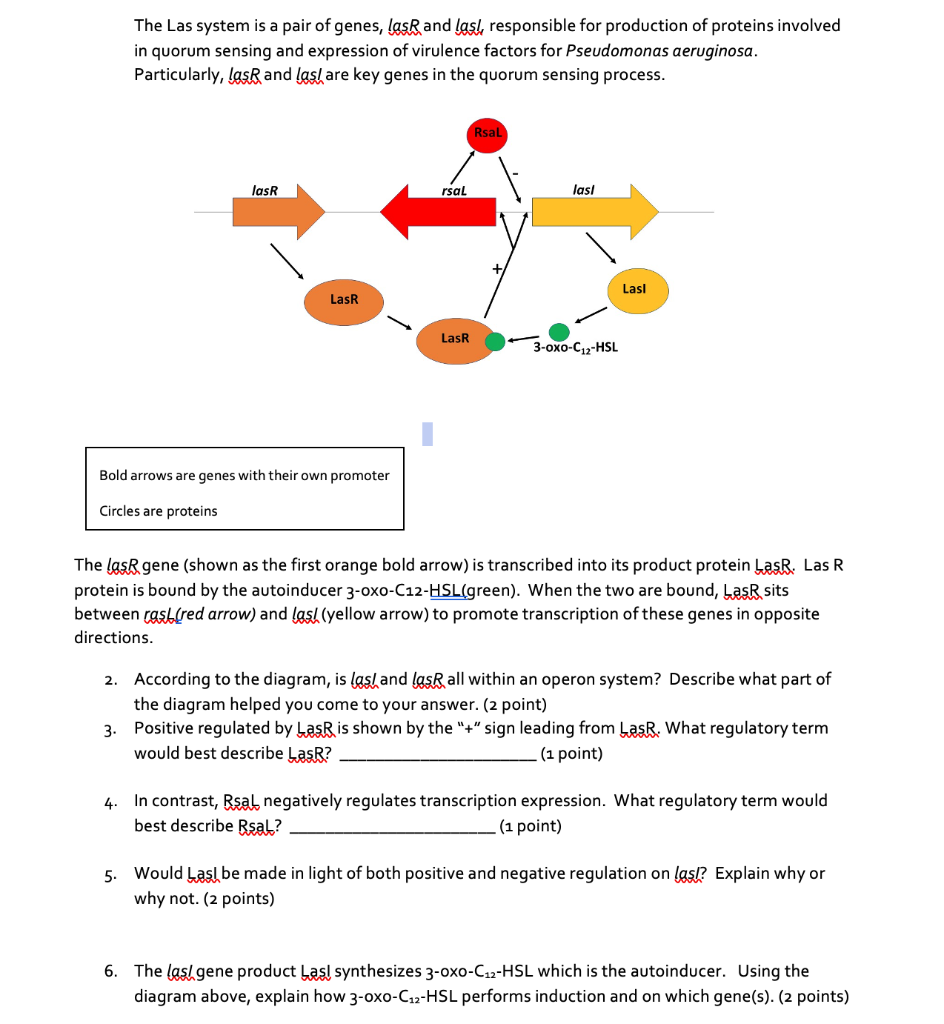 Solved The Las system is a pair of genes, lask and last, | Chegg.com