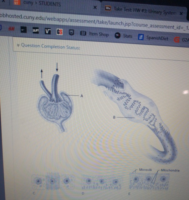 Solved N cuny STUDENTS 、M Take Test: HW #3: Urinary System x | Chegg.com