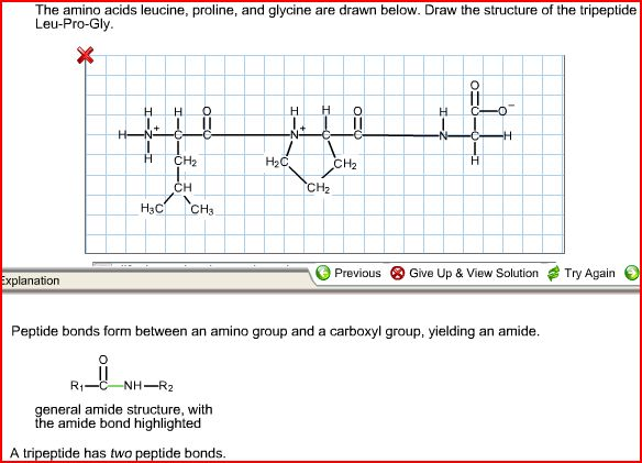 Tripeptide Bond
