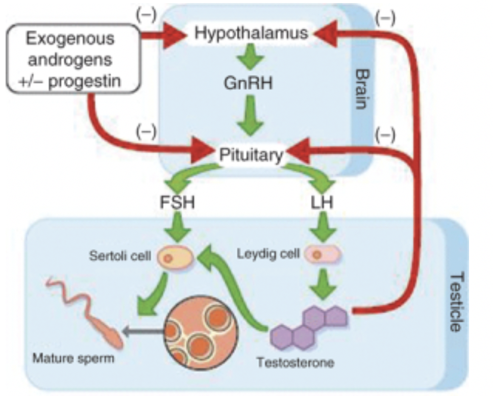 Solved Hypothalamus Exogenous androgens +/- progestin GnRH | Chegg.com