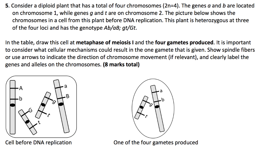 Solved 5. Consider a diploid plant that has a total of four | Chegg.com