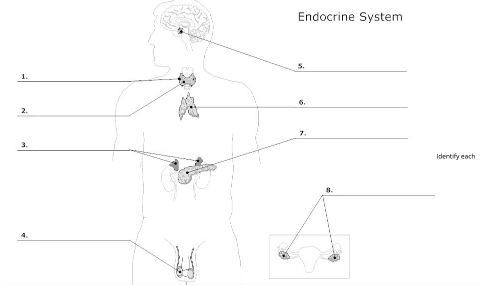 Solved Identify each numbered endocrine gland. 1 2 3 4 5 6 | Chegg.com