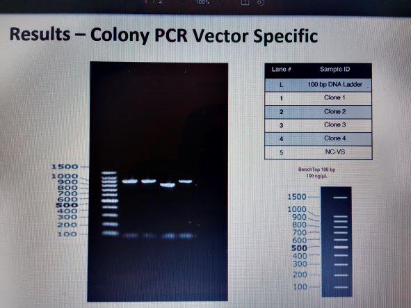 Solved 100% Results - Colony PCR Vector Specific Lane # L 1 | Chegg.com