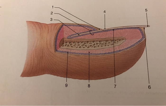 Solved Label the structures integument in the anatomy of a | Chegg.com