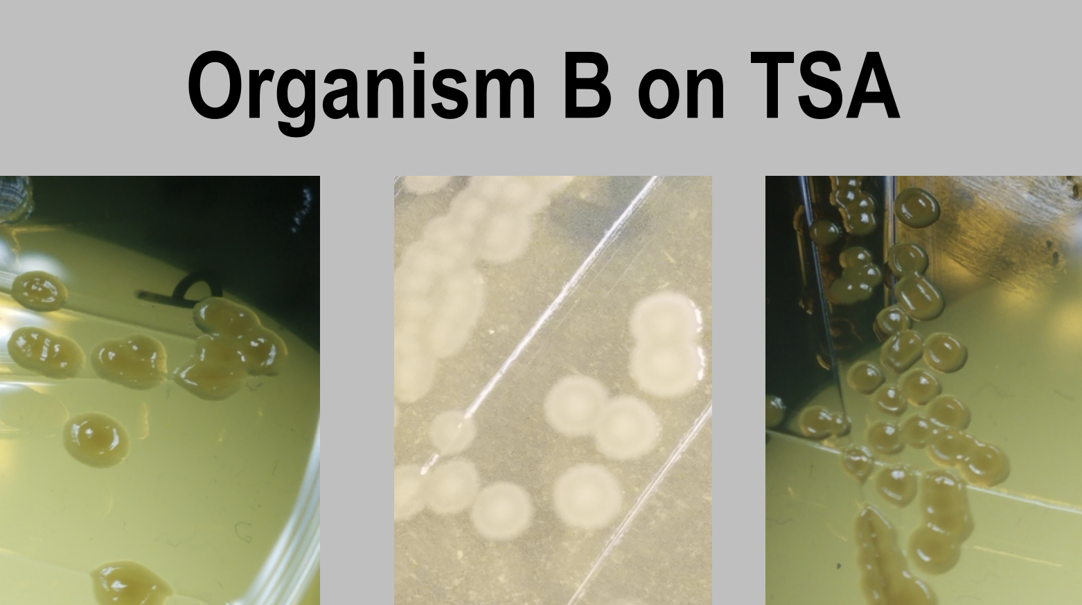 Solved There are two unknown organisms. Both organisms need | Chegg.com