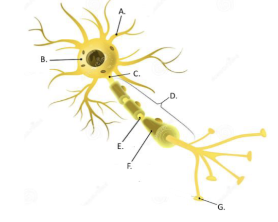 Solved Label A. to G. in the neuron shown below. Then draw | Chegg.com