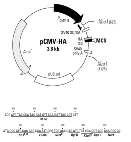 PCMV IE Xbal (625) MCS SV40 SD/SA HA pCMV-НА tag 3.8 | Chegg.com