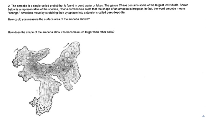 Solved 2. The amoeba is a single-celled protist that is | Chegg.com
