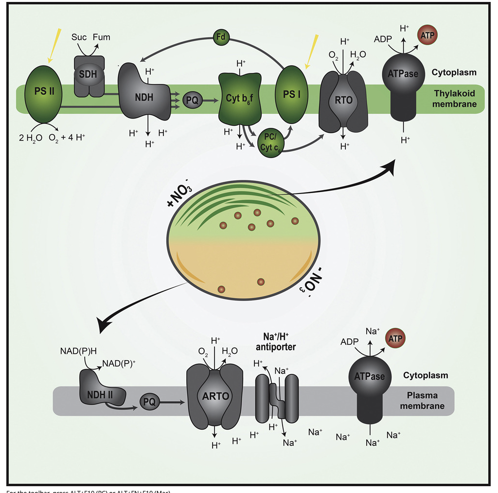 Solved Consider the model of ATP synthesis in the | Chegg.com