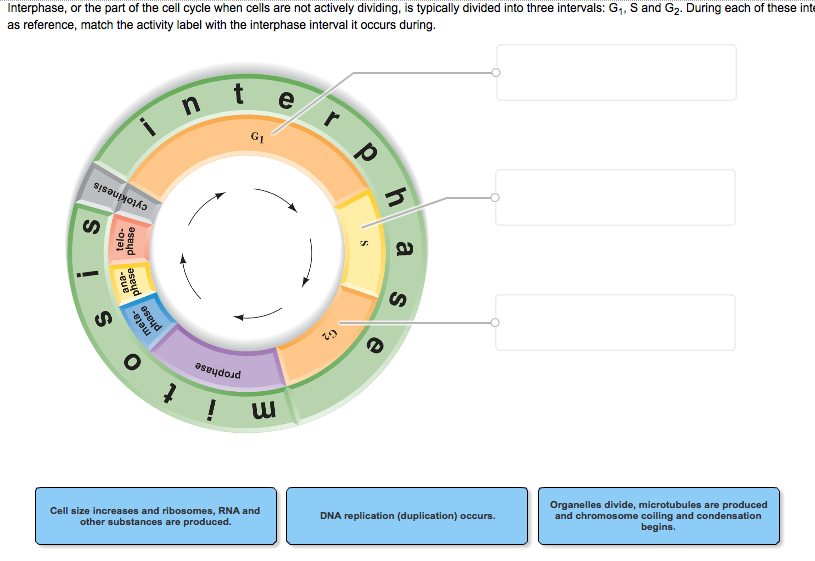 Cell Cycle Diagram Interphase