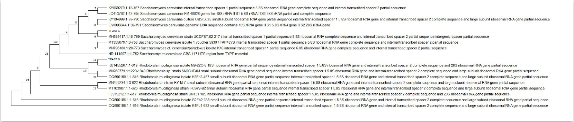 Solved Can someone please help interpret this phylogenetic | Chegg.com