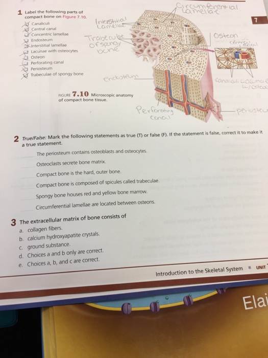 Solved 1 Label the following parts of CrCnmferental compact | Chegg.com