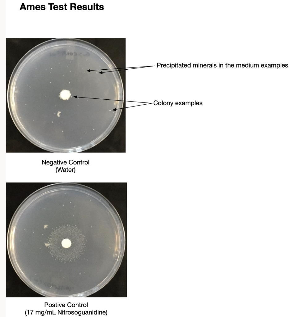 Solved .The Ames test. Explain why there are colonies on the | Chegg.com