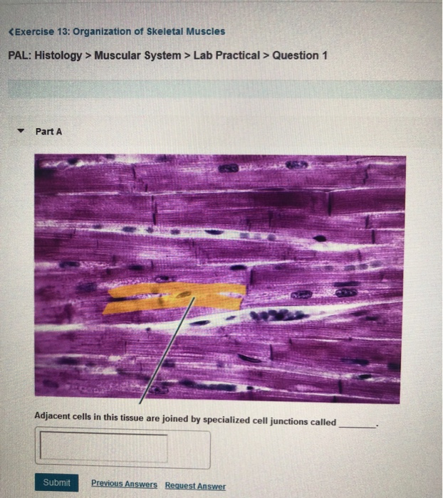Solved: Exercise 13: Organization Of Skeletal Muscles PAL:... | Chegg.com Solved: Exercise 13: Organization Of Skeletal Muscles PAL:... | Chegg.com