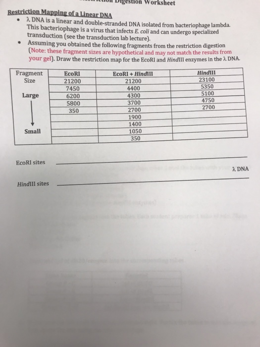 Solved iol Digestion Worksheet λ DNA is a linear and | Chegg.com