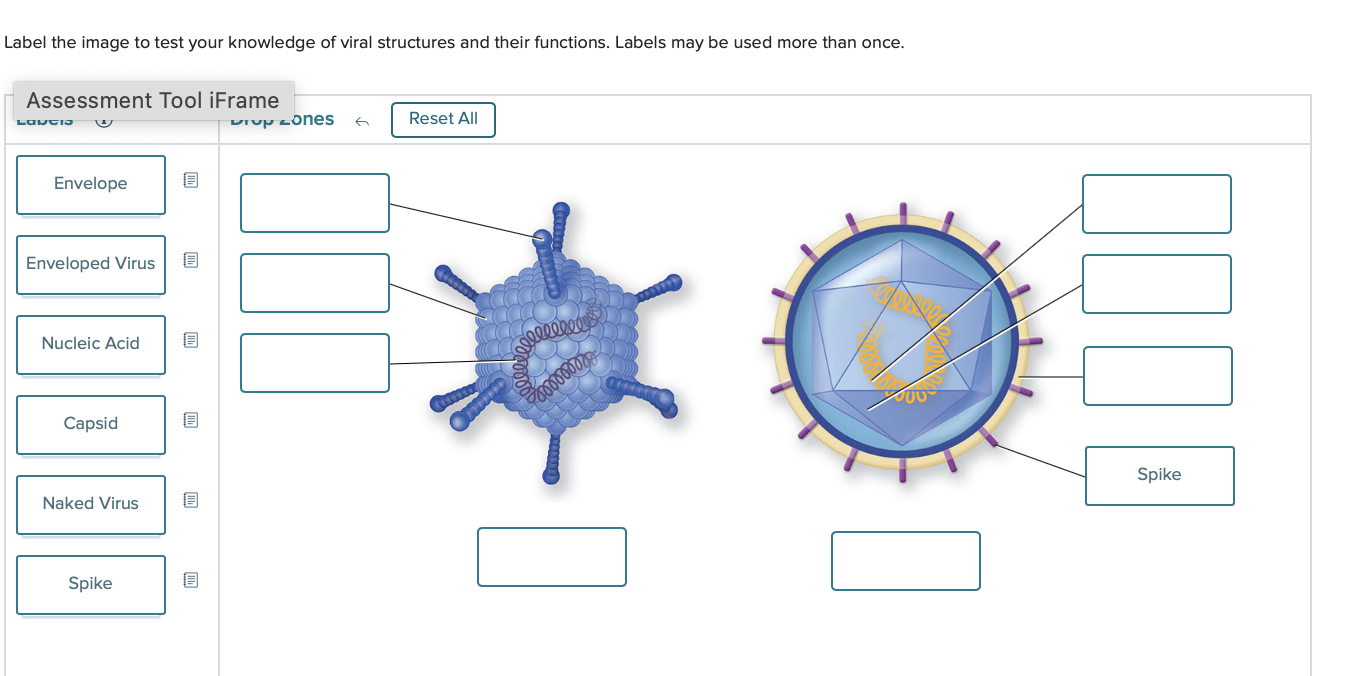 Solved Label the image to test your knowledge of viral | Chegg.com