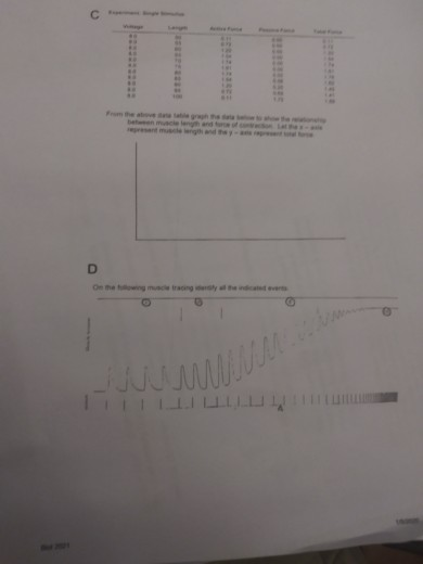 Solved Experiment: Single Stimulus Voltago Length Active | Chegg.com