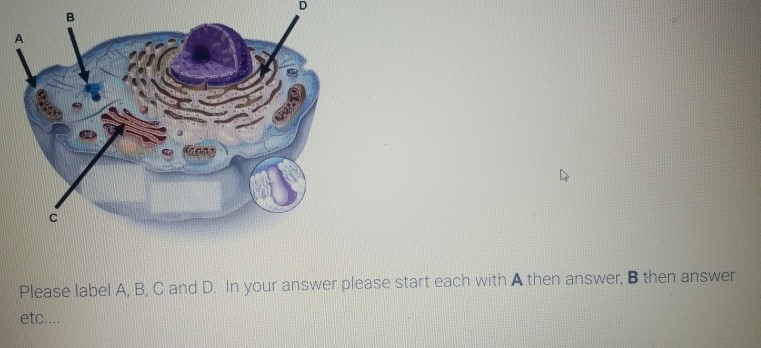 Solved Please label A, B, C and D. In your answer please | Chegg.com Solved Please label A, B, C and D. In your answer please | Chegg.com