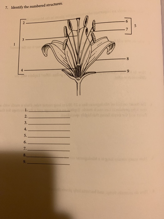 Solved 7. Identify the numbered structures. 7 1. 2. 3. 5. 6. | Chegg.com