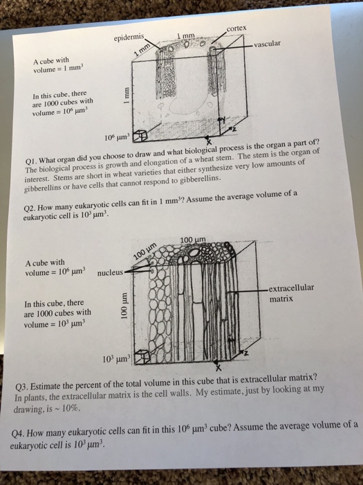 Solved cortex epidermis vascular A cube with volume 1 mm3 In | Chegg.com