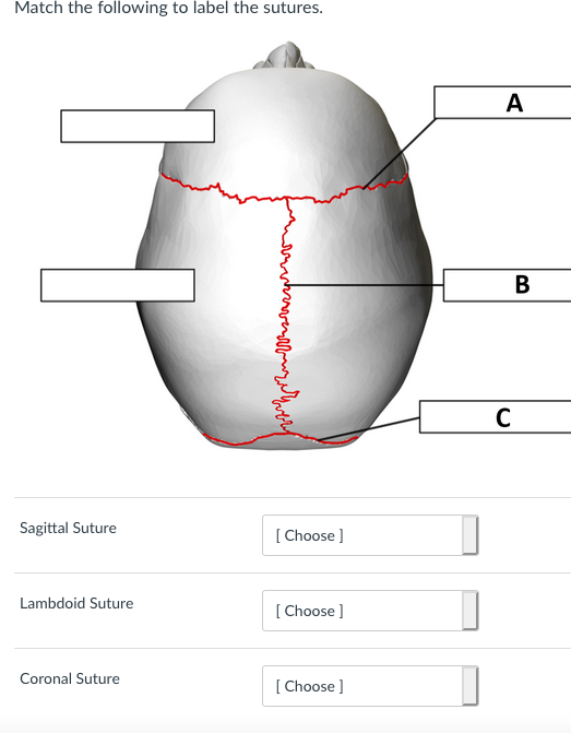 Solved Match the following to label the sutures. A B egory C | Chegg.com
